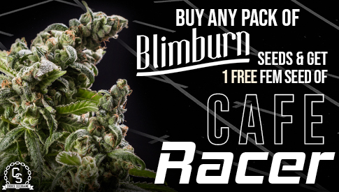 The Choice Seedbank - Buy Cannabis Seeds Online | Best Marijuana Seeds UK