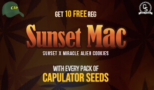 Marijuana seeds promotions
