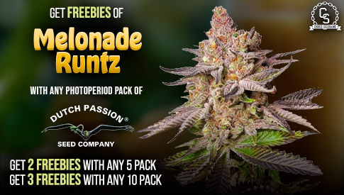 The Choice Seedbank - Buy Cannabis Seeds Online | Best Marijuana Seeds UK