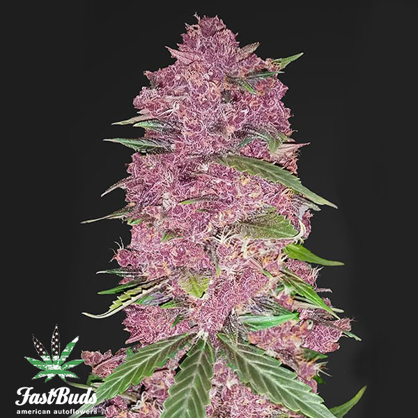 FastBuds Seeds Purple Lemonade
