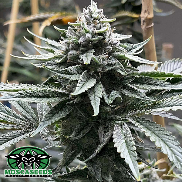 Tiki Madman x Mosca Seeds Watermelon Zaza S1