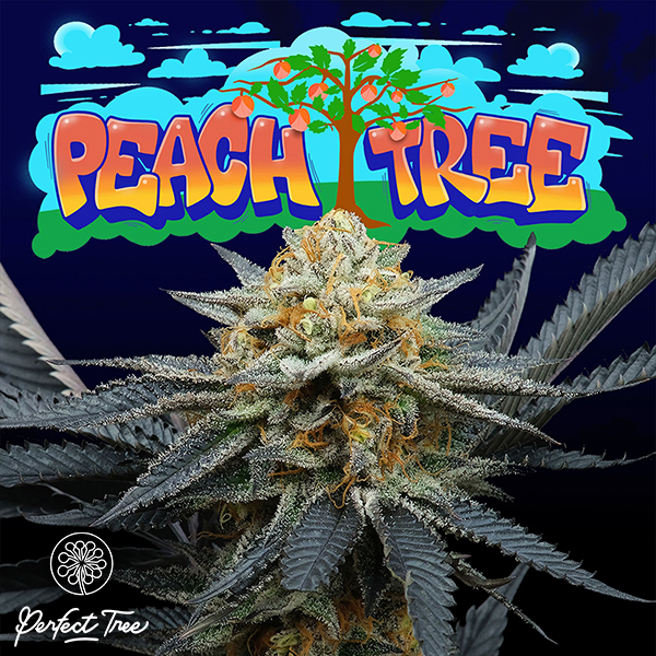 HIT Perfect Tree Seeds Peach Tree