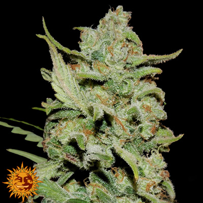 Barneys Farm Seeds Peyote Critical